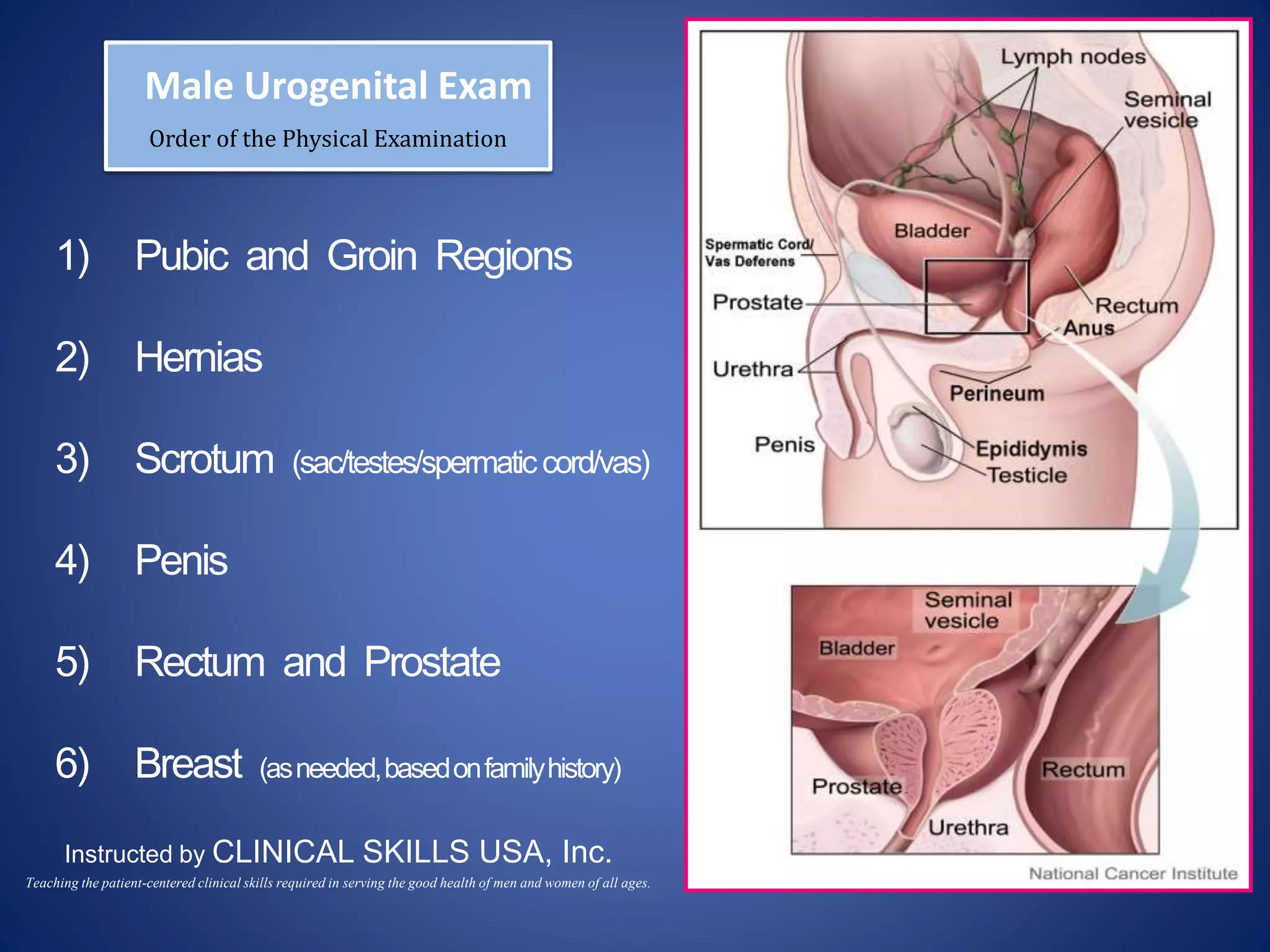 A Guide to the Clinical Male Urogenital Examination | PPTX