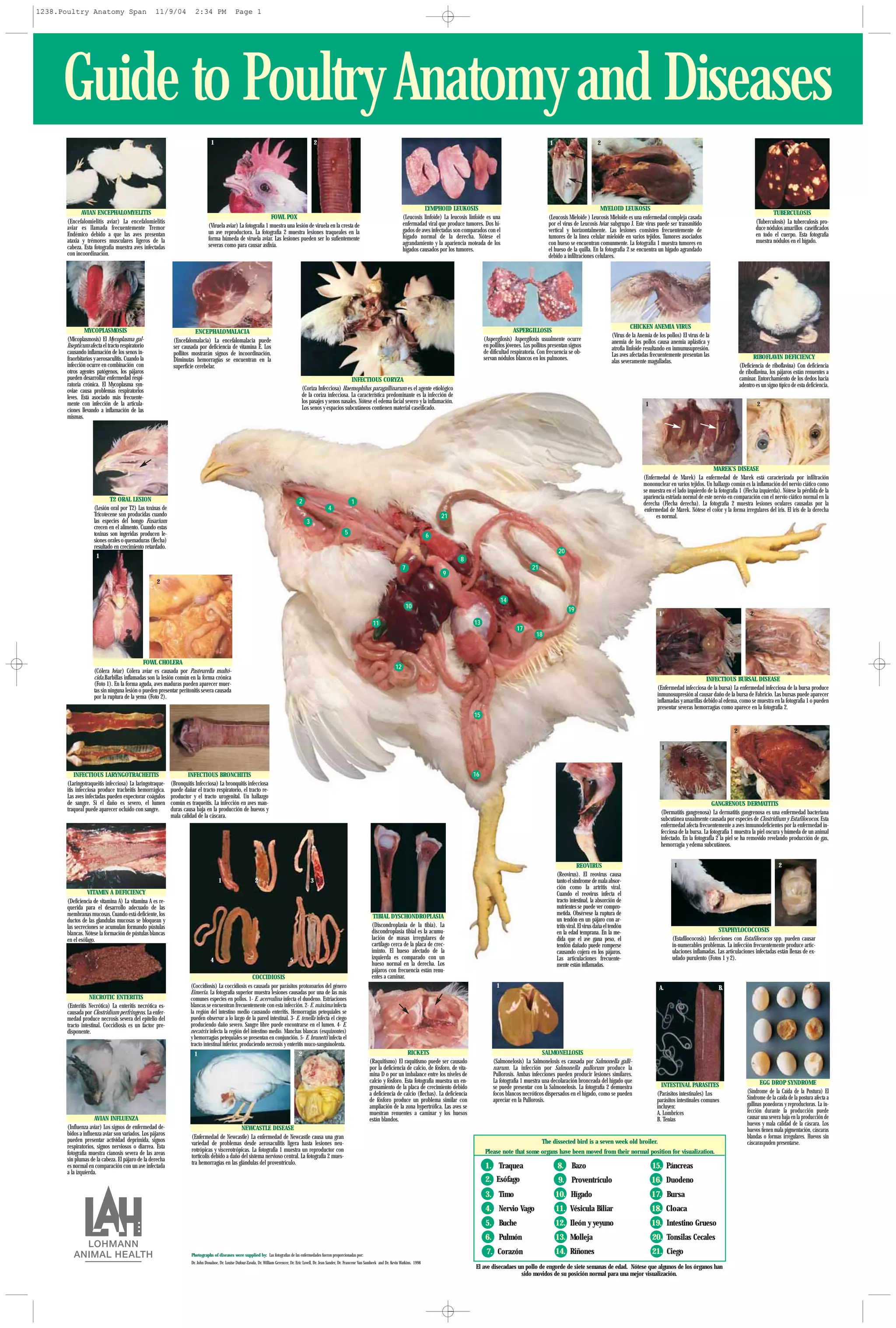 Guide to poultry anatomy and diseases | PDF