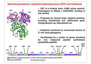 Bacteria & Cancer | PPT