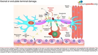 Guillain-Barre Syndrome Transmissional respiratory and gastrointestinal ...