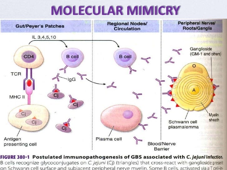 Guillain barre syndrome