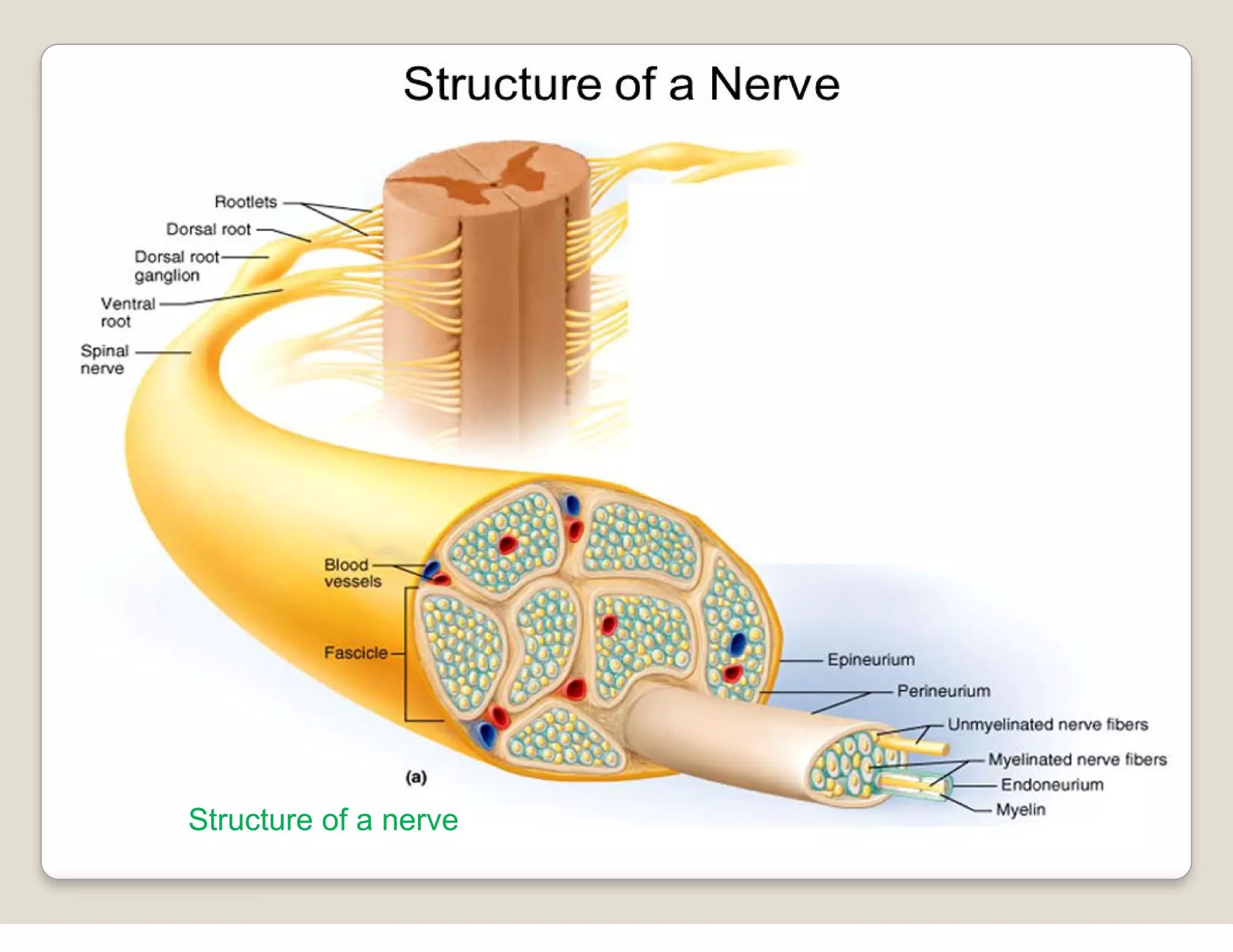 Guillain Barre syndrome (GBS) .pdf