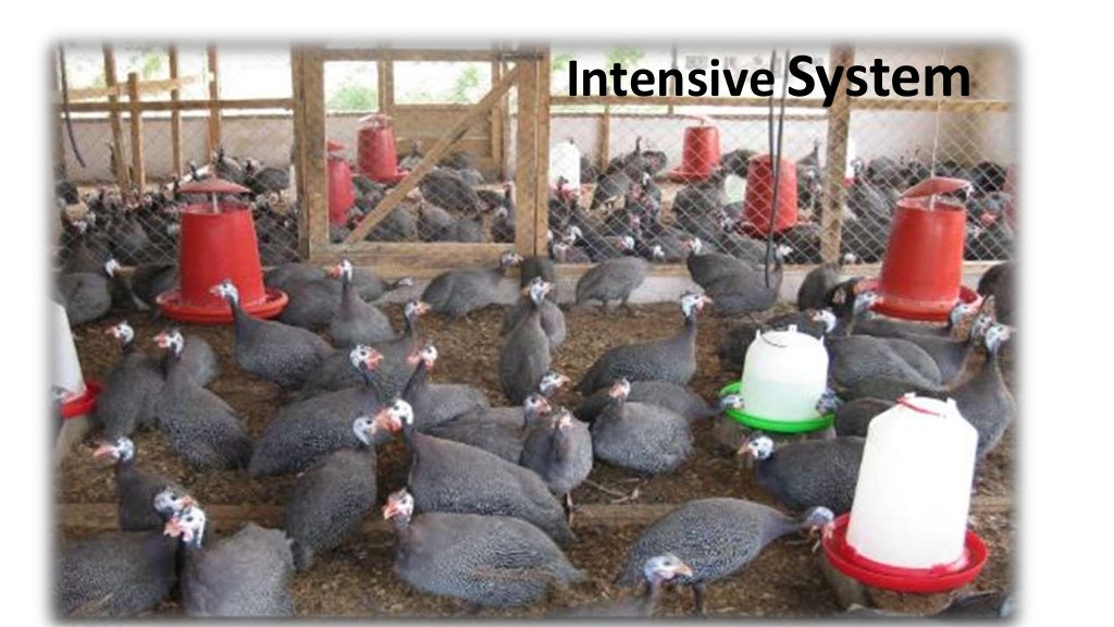 Guinea fowl rearing sri lanka