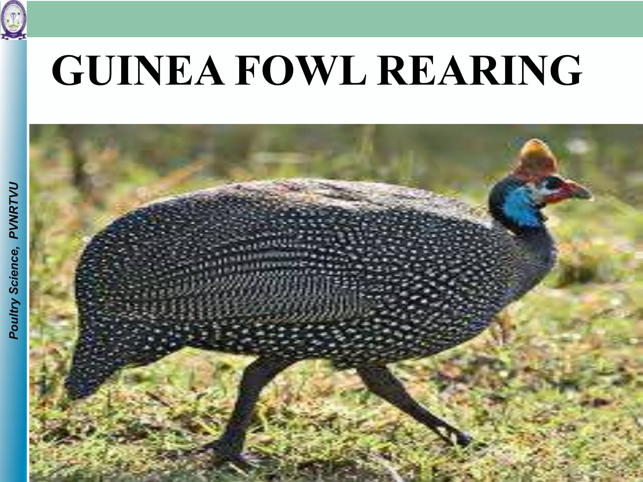 Guinea fowl farming | PPTX