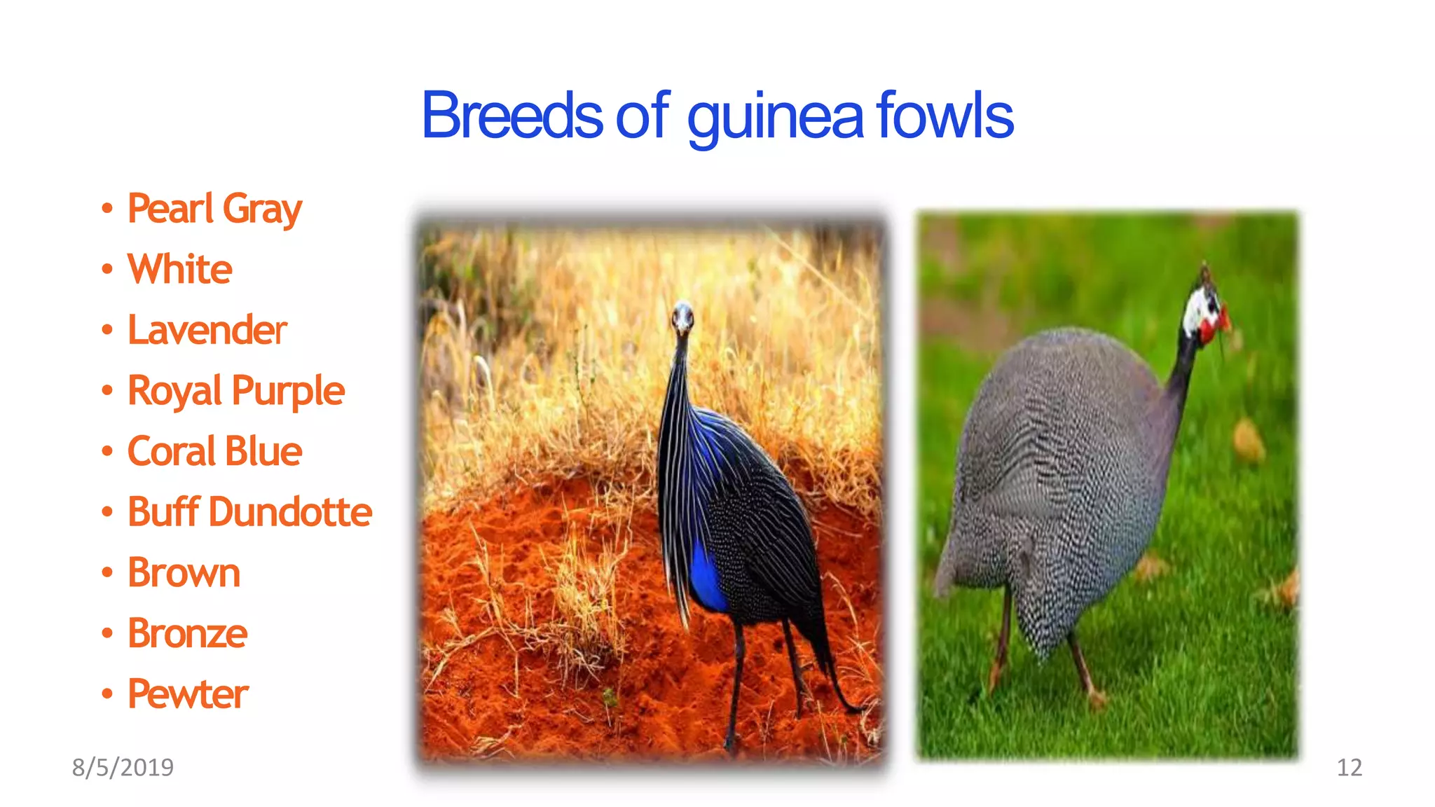 Guinea fowl farming presentation ..moslem uddin | PPTX