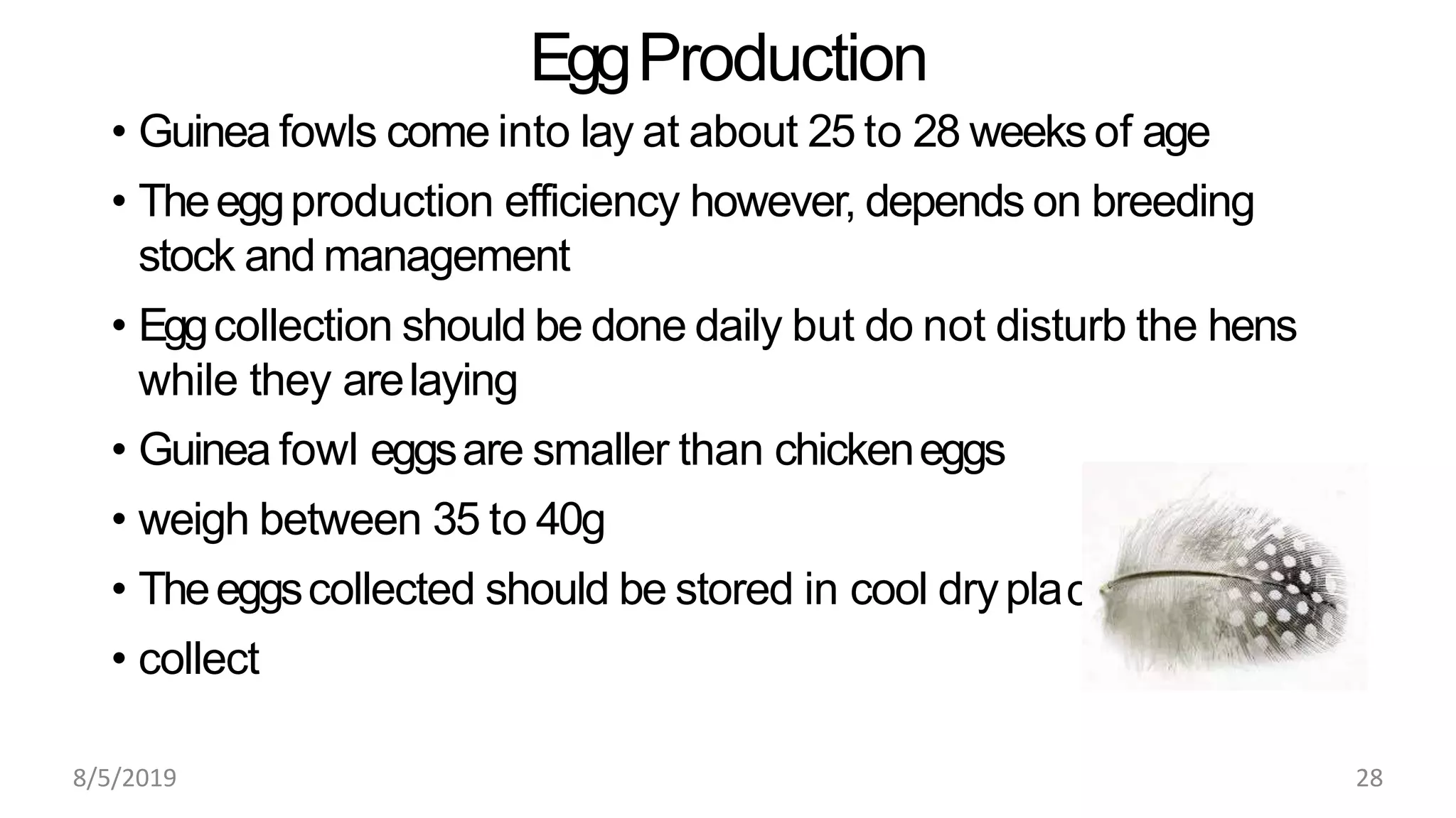Guinea fowl farming presentation ..moslem uddin | PPTX