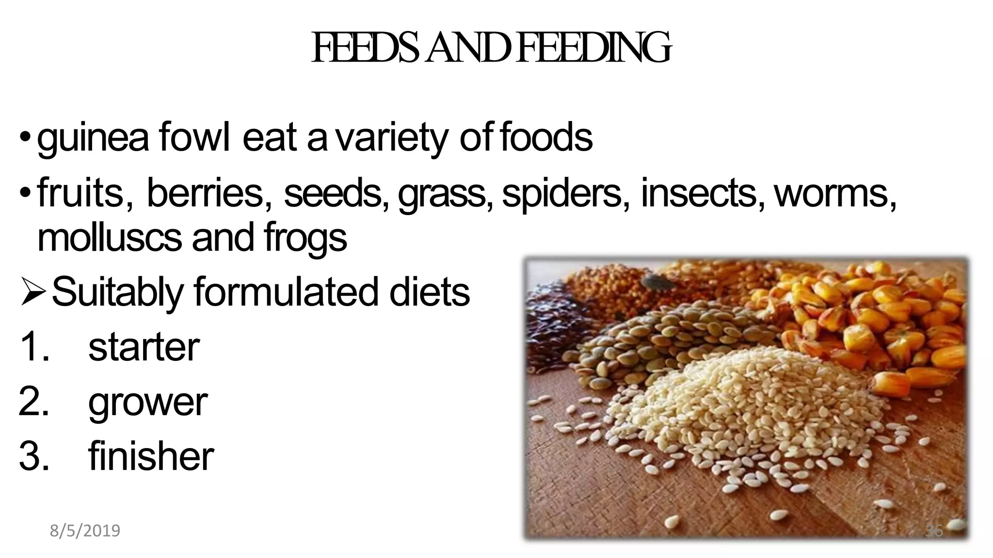 Guinea fowl farming presentation ..moslem uddin | PPTX