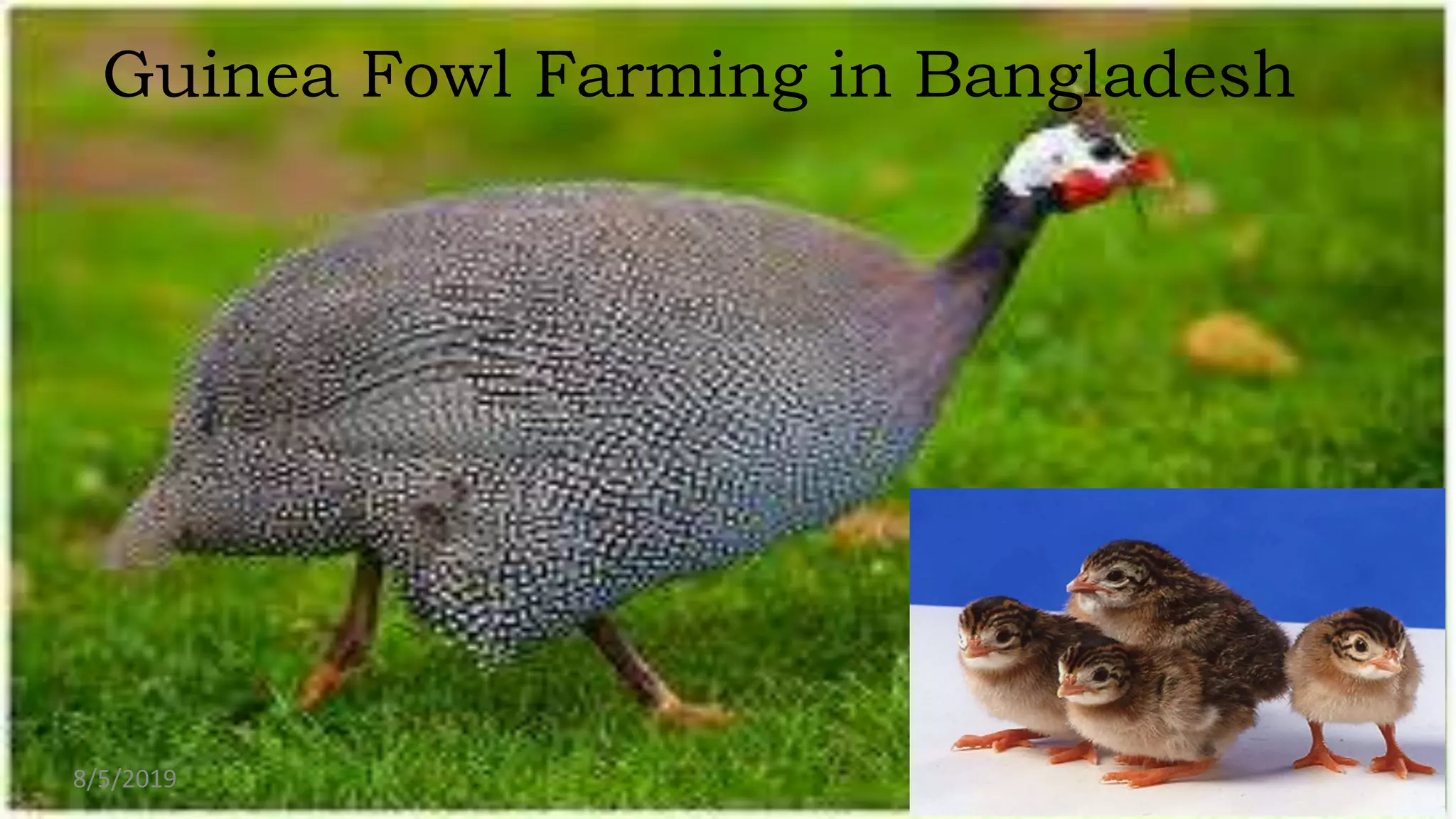 Guinea fowl farming presentation ..moslem uddin | PPTX