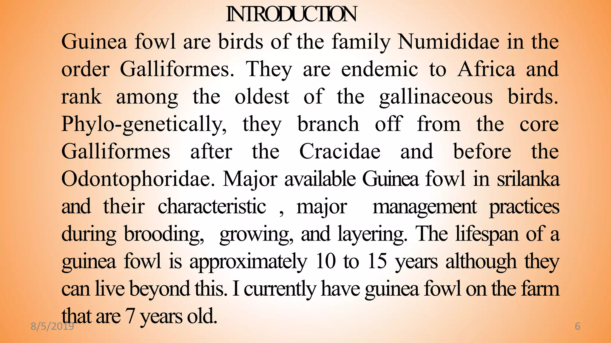 Guinea fowl farming presentation ..moslem uddin | PPTX