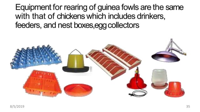 Guinea fowl farming presentation ..moslem uddin | PPTX