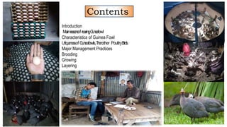Guinea fowl farming presentation ..moslem uddin | PPTX