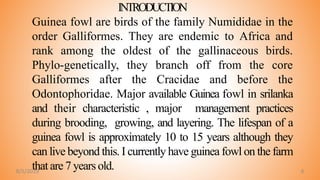 Guinea fowl farming presentation ..moslem uddin | PPTX