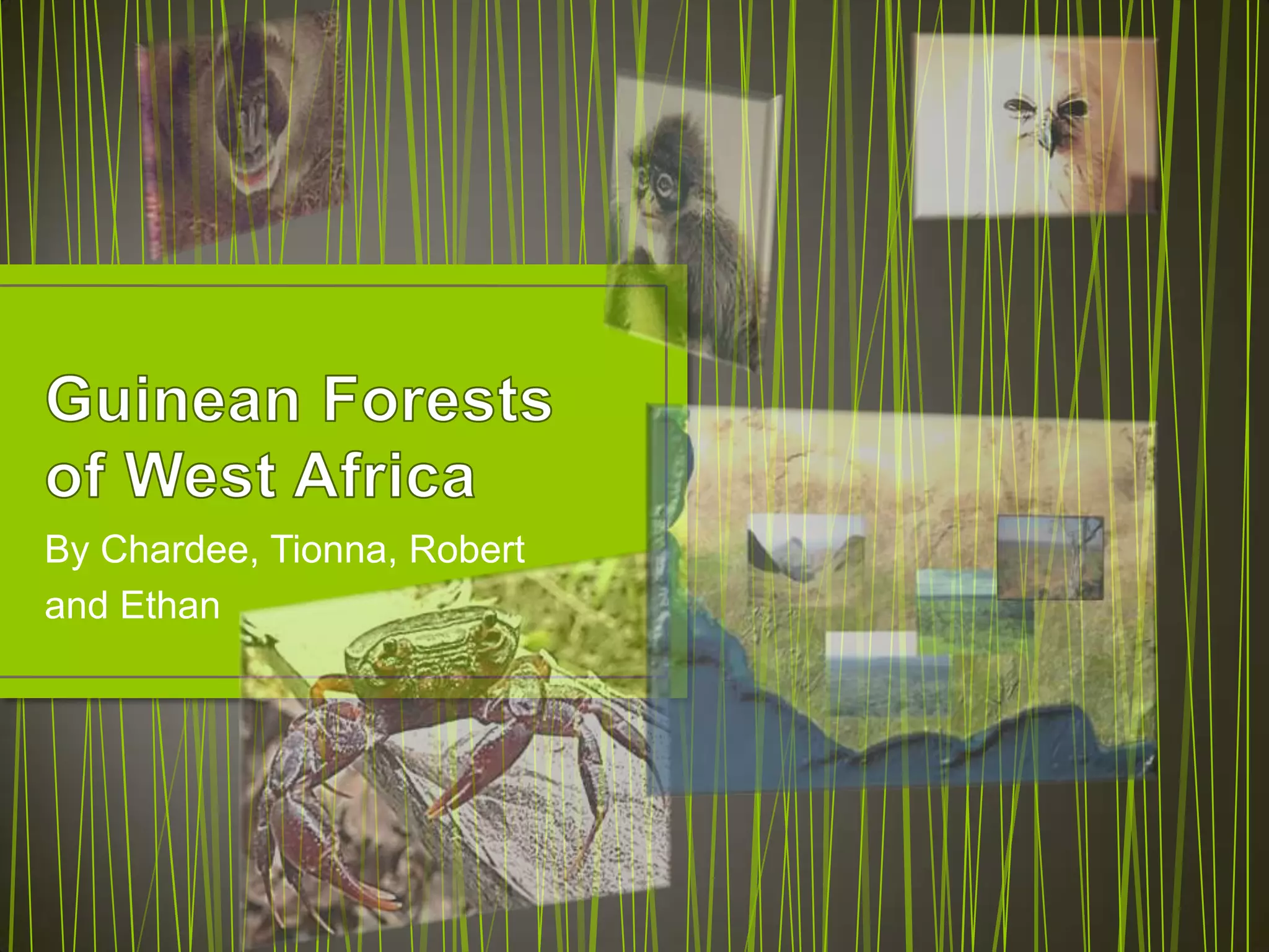 Guinean forests of west africa (3) | PPTX | Africa Travel | Travel ...