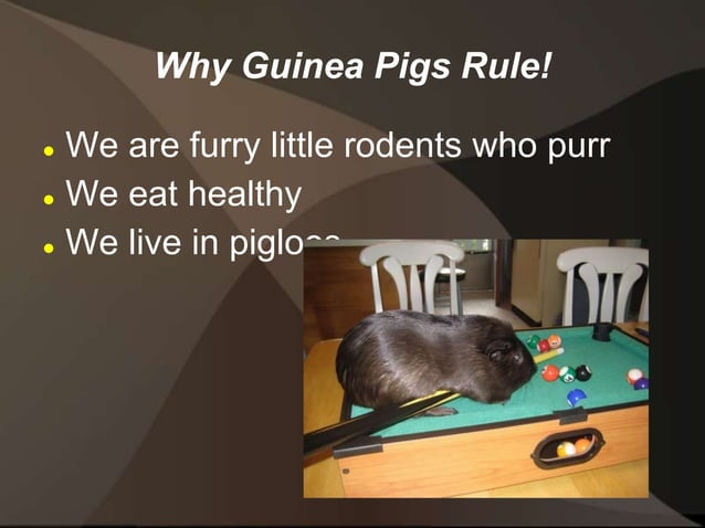 Guinea Pigs Rule! | PPT