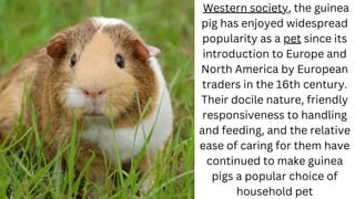 GUINEA PIG.pdf | Dogs | Pets