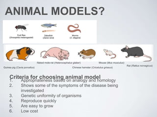 Guinea Pig as a Model for Translation Research | PPT