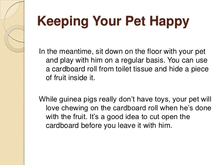 Guinea Pig Care Sheet Slideshow | Guinea Pig Wikia | Fandom