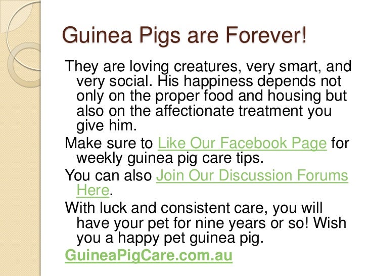 Guinea Pig Care Sheet Slideshow | Guinea Pig Wikia | Fandom