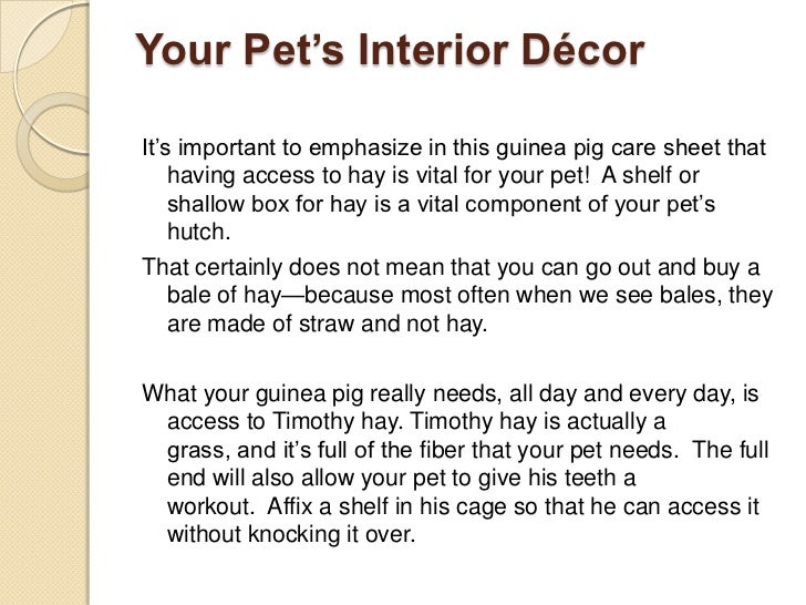 Guinea Pig Care Sheet Slideshow | Guinea Pig Wikia | Fandom
