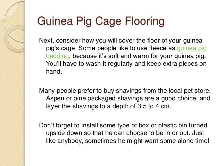 Guinea Pig Care Sheet Slideshow | Guinea Pig Wikia | Fandom