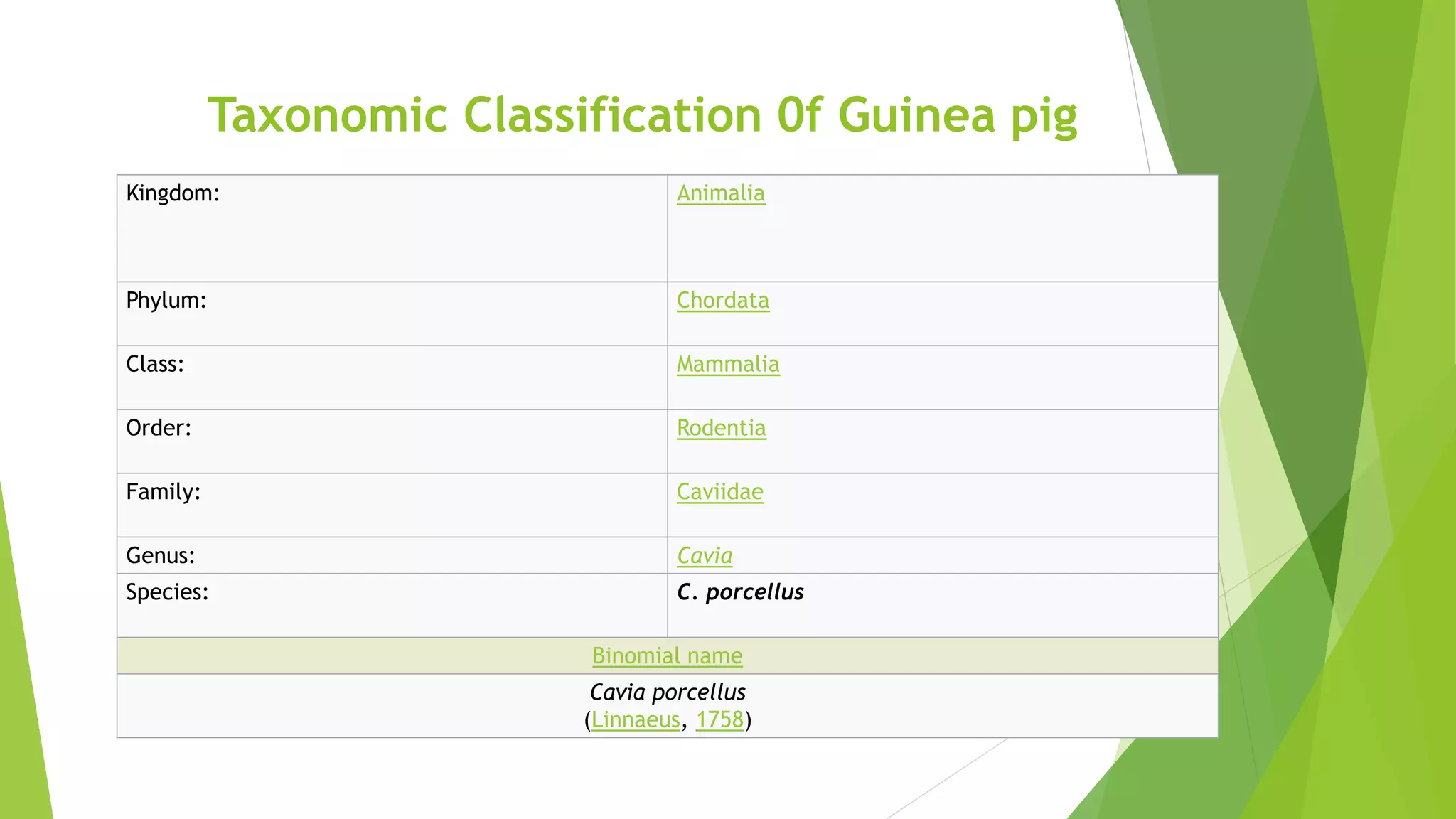 Guinea pig (cavy) | PPTX