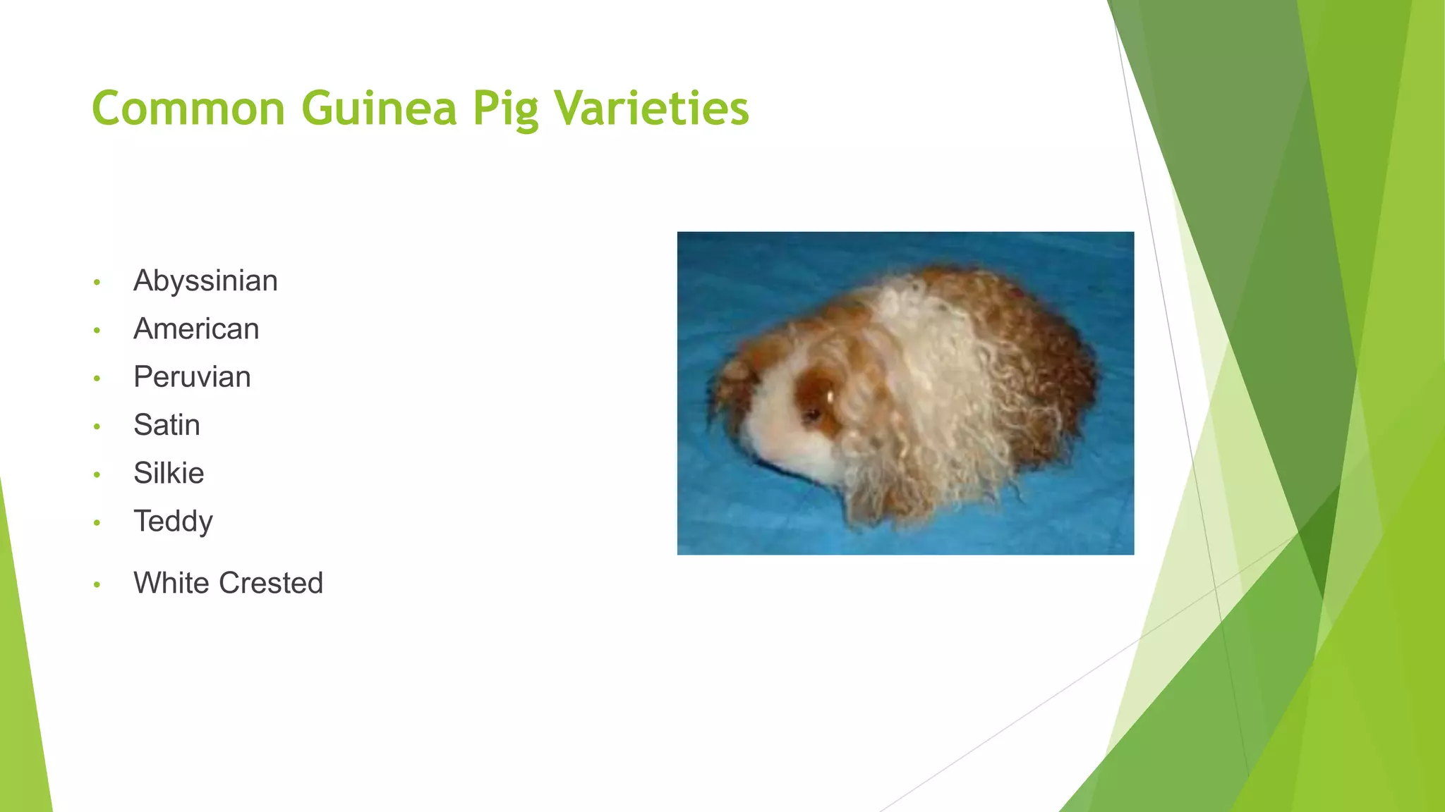 Guinea pig (cavy) | PPTX