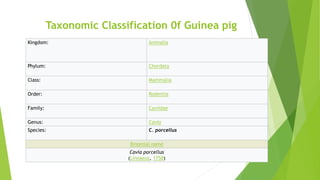 Guinea pig (cavy) | PPTX