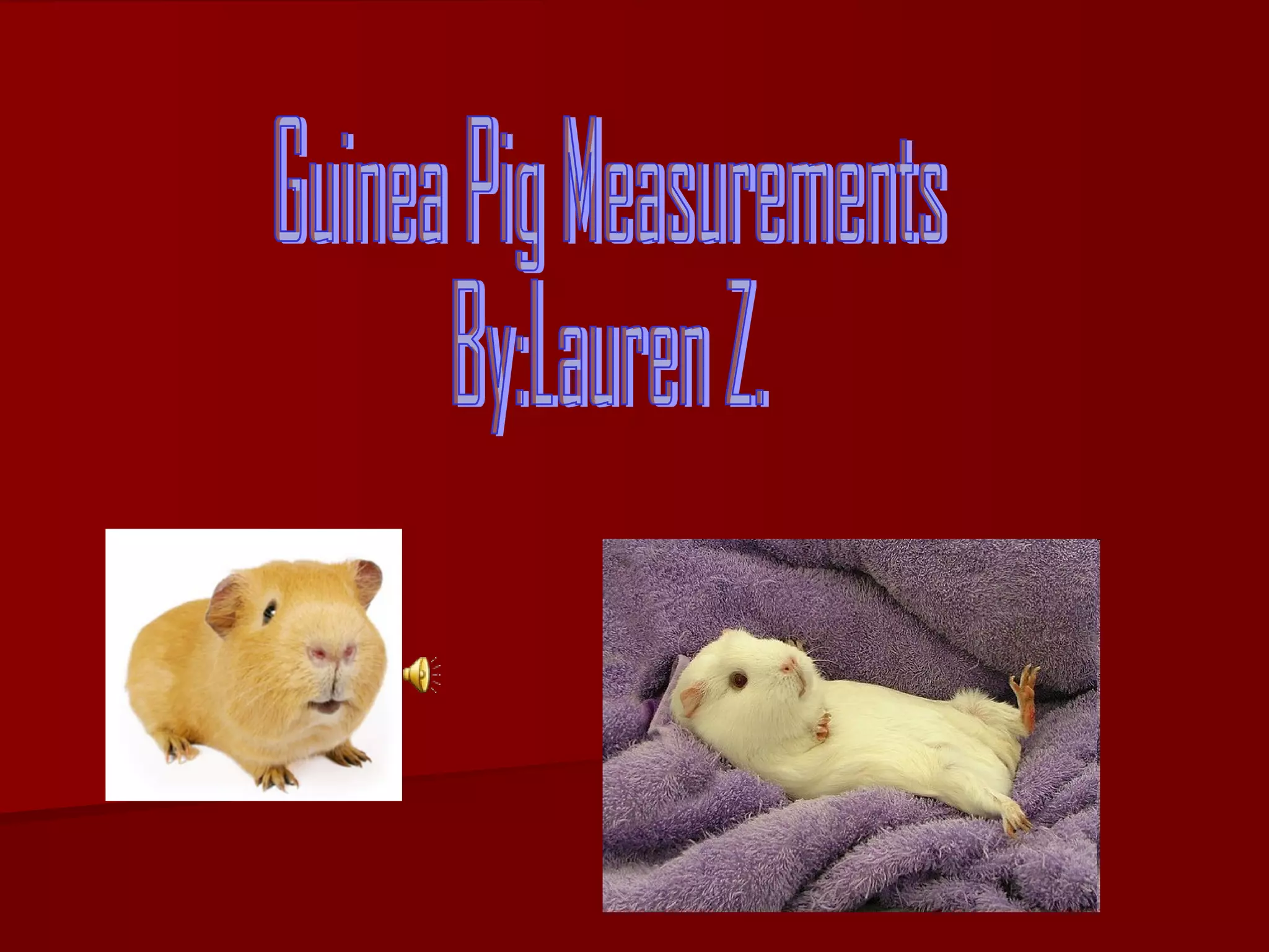 Guinea Pig Power Point | PPT