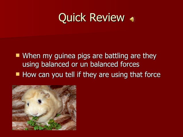 Guinea Pig Power Point | PPT