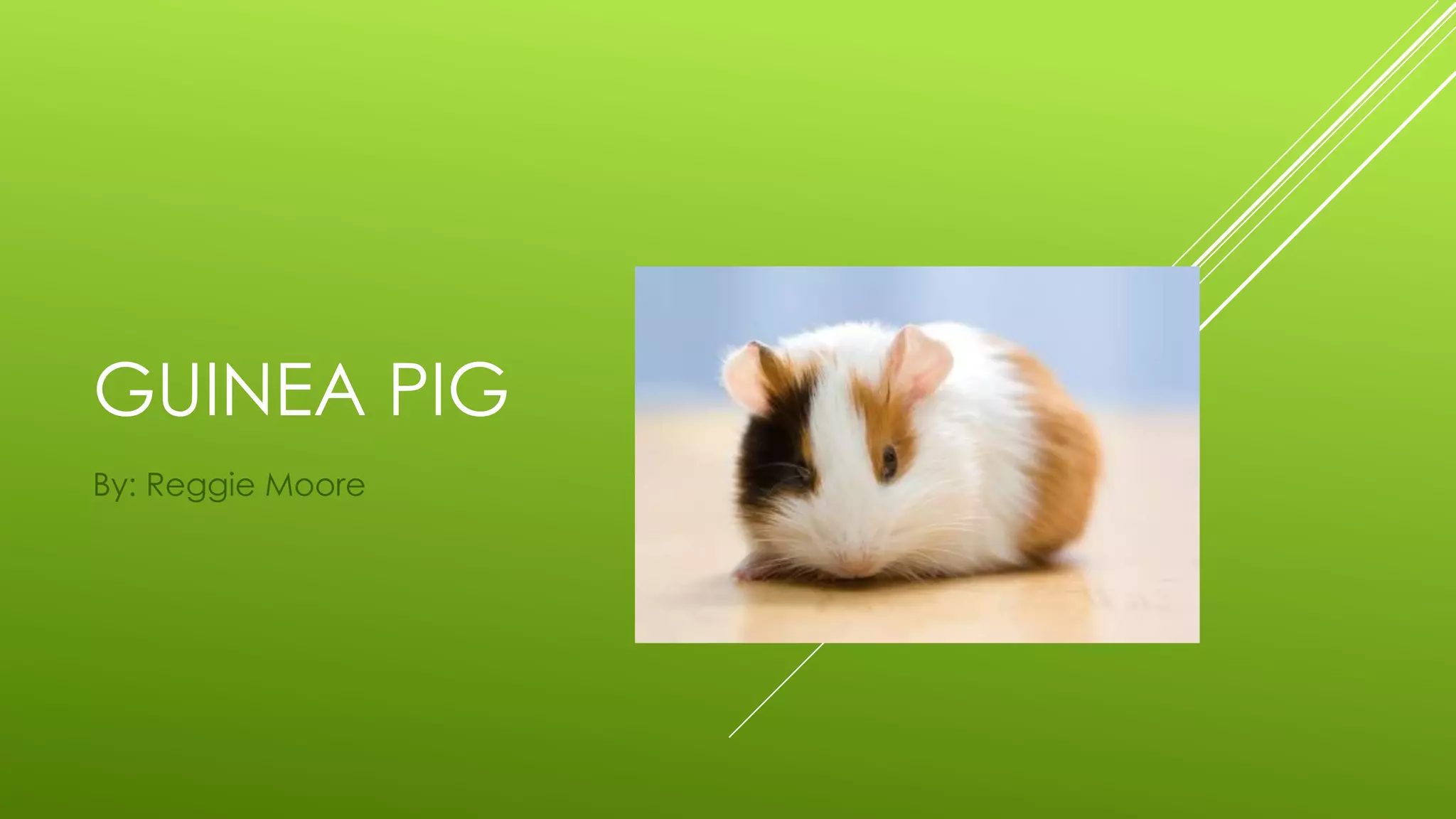 Guinea pig powerpoint | PPTX