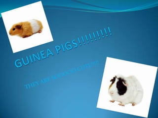 Guinea pigs!!!!!!!!! | PPTX | Vegetarian Diets | Food & Drink