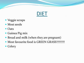 Guinea pigs!!!!!!!!! | PPTX