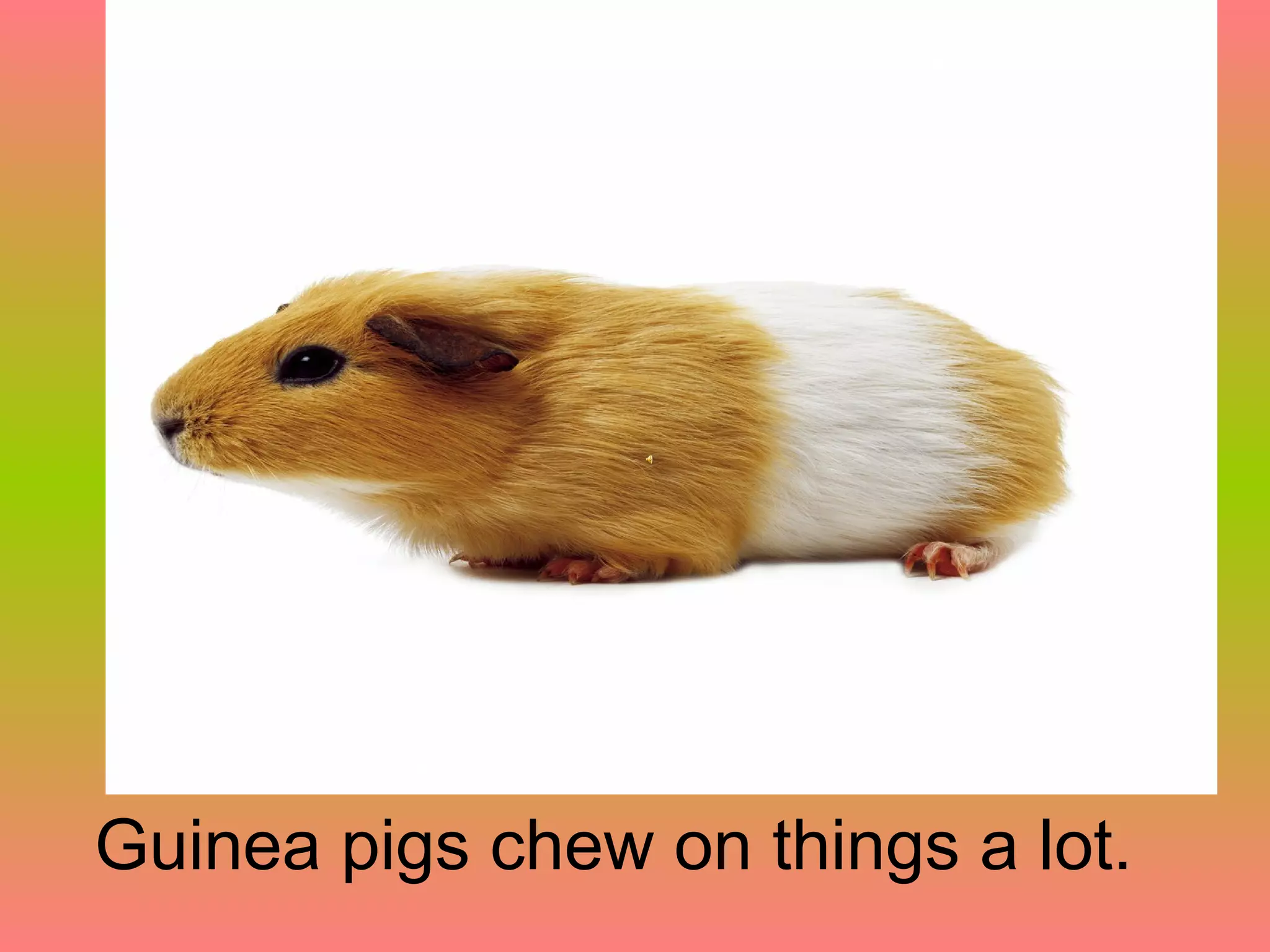 Guinea pigs by nykiema and gus | PPT