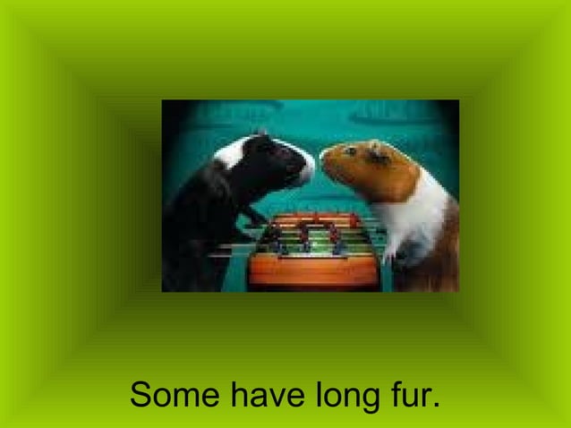 Guinea pigs by nykiema and gus | PPT