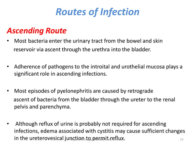 UPPER URINARY TRACT INFECTION | PDF