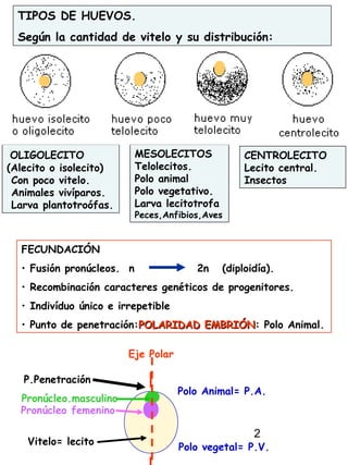 embrio | PPT