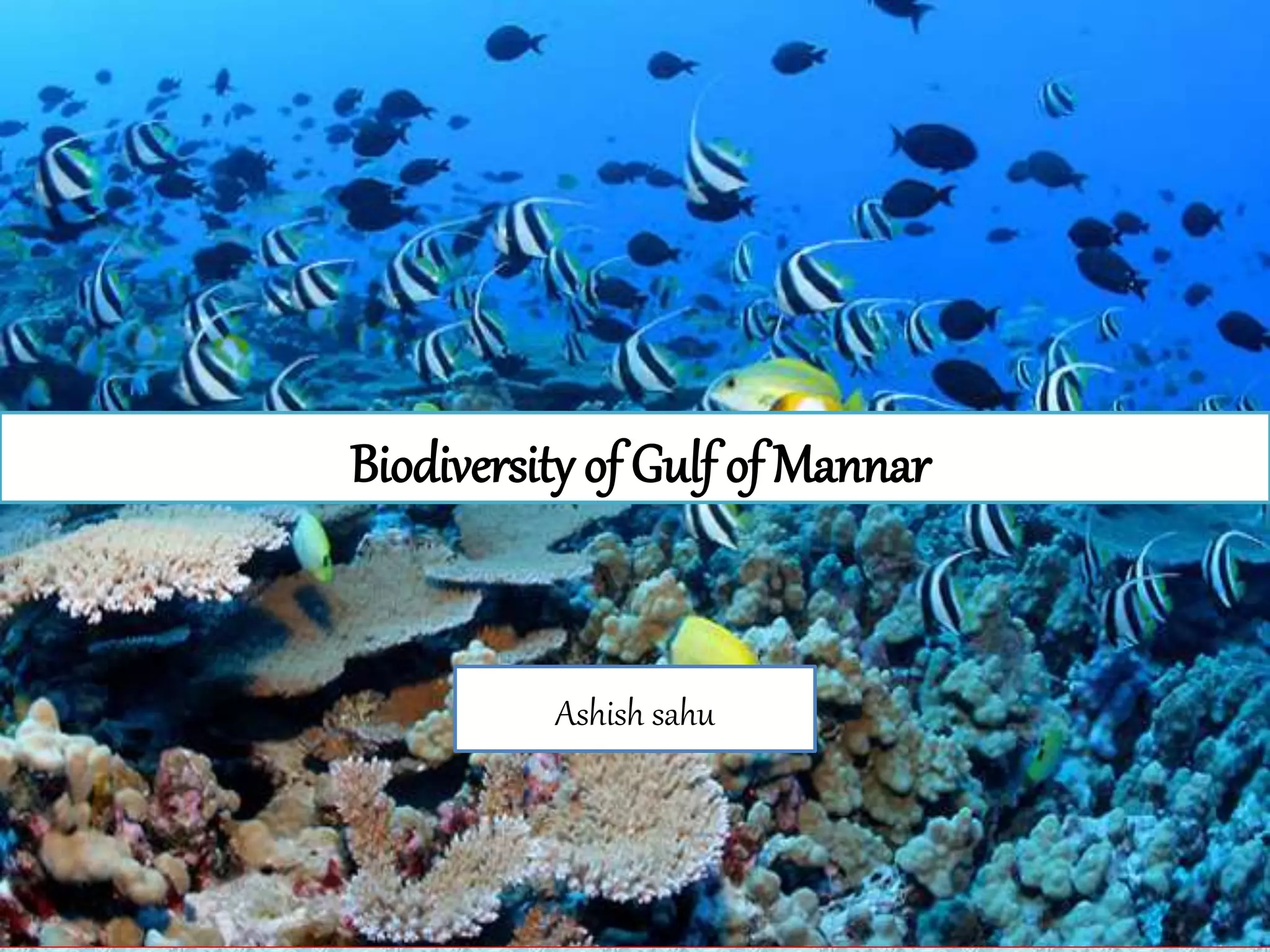 Gulf Of Mannar Bio Reserve