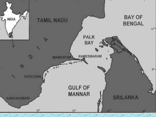 Gulf Of Mannar Map