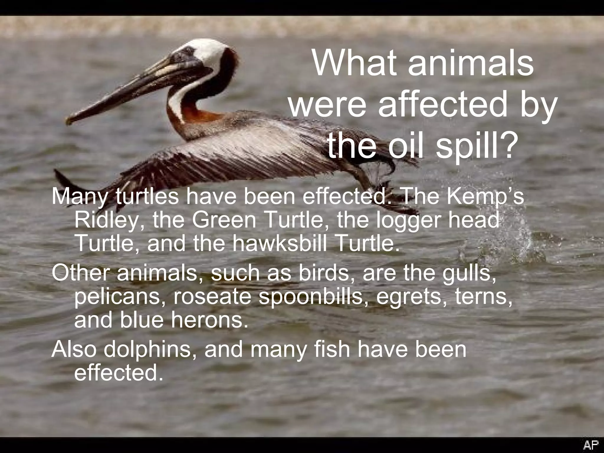 Gulf Oil Spill ppt. | PPT