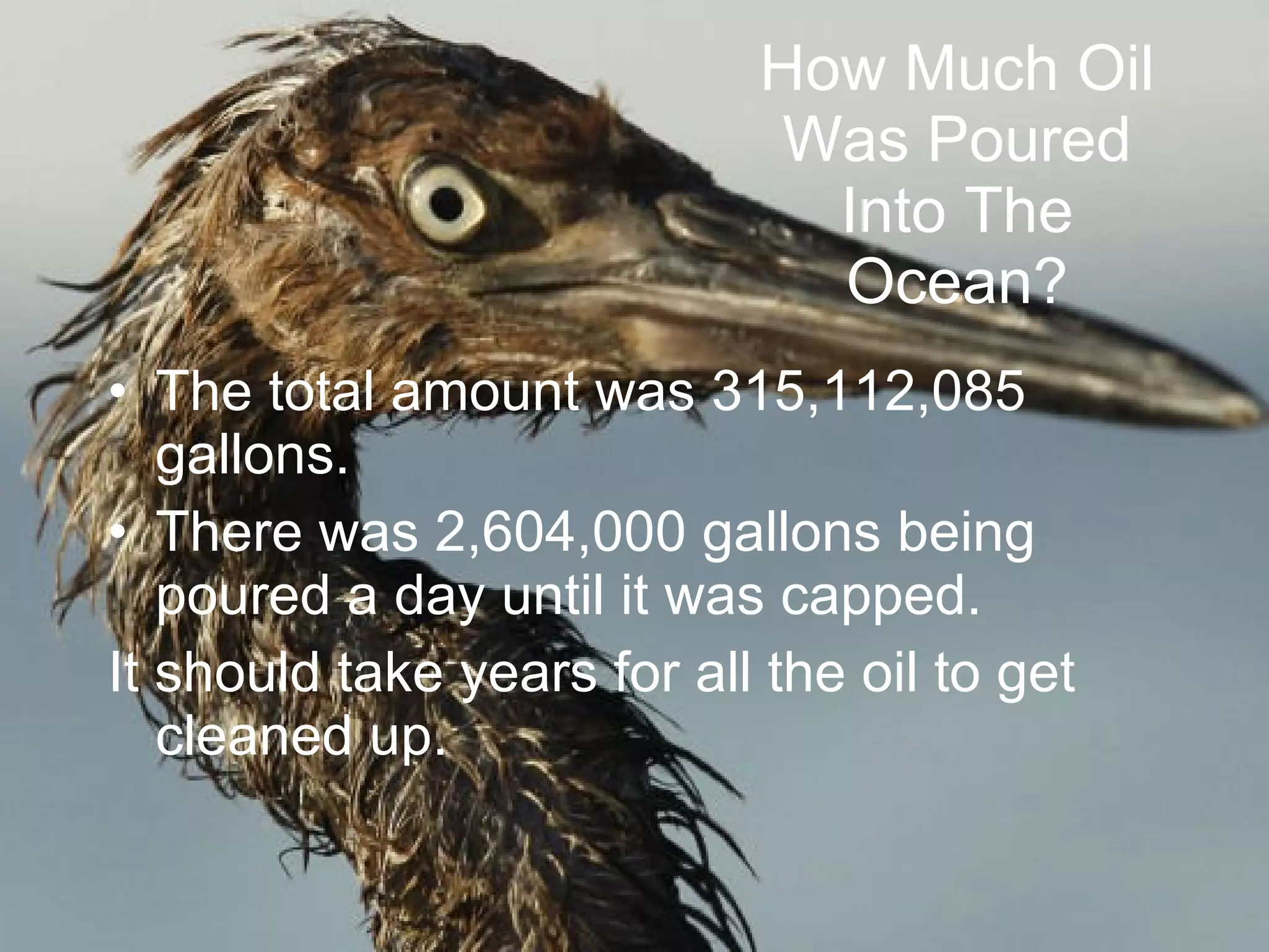 Gulf Oil Spill ppt. | PPT