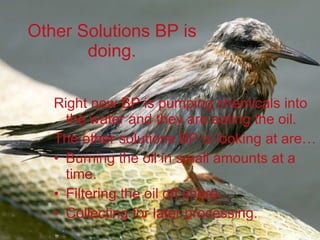 Gulf Oil Spill ppt. | PPT