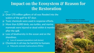 Gulf oil spill | PPTX