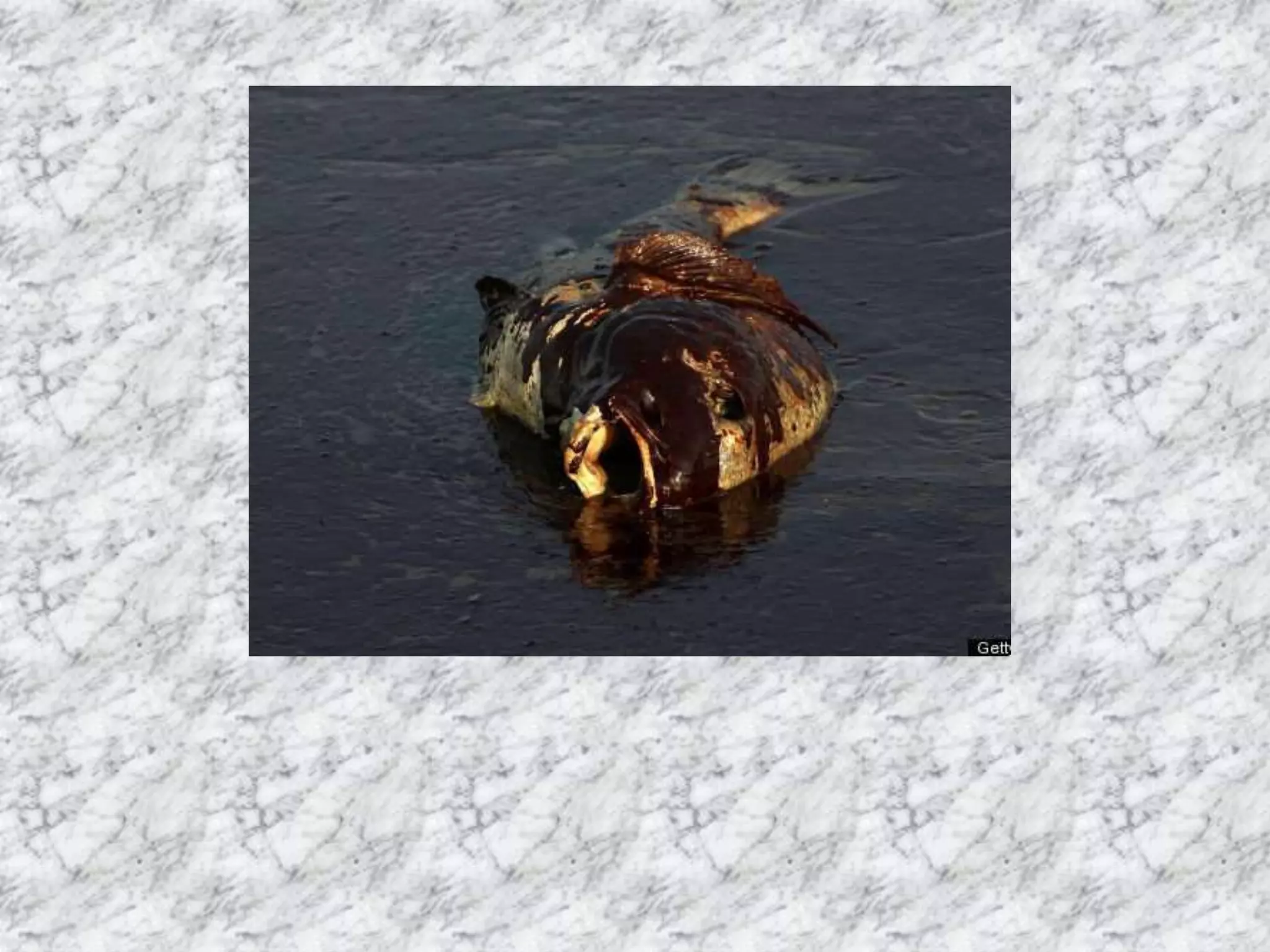 Gulf Oil Spill 2010 by Jonathan | PPTX