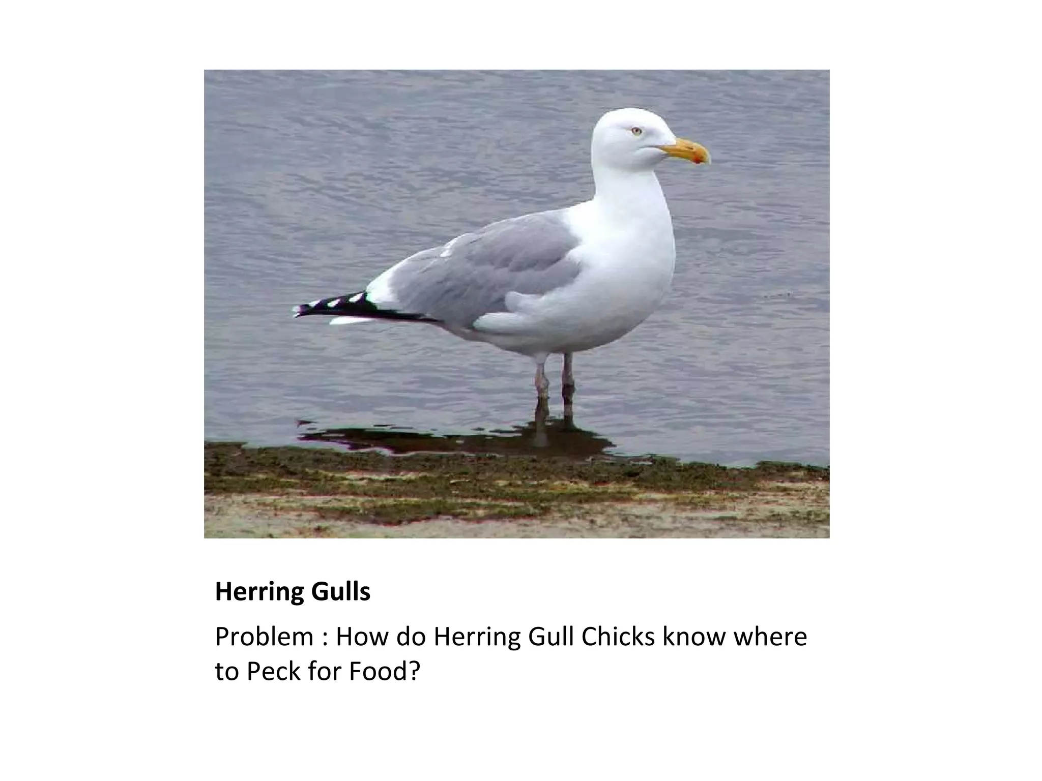 Gull Problem | PPT