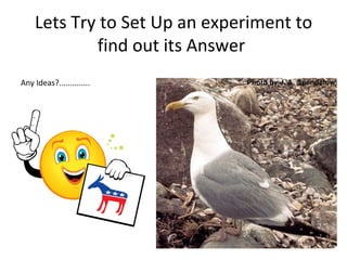 Gull Problem | PPT