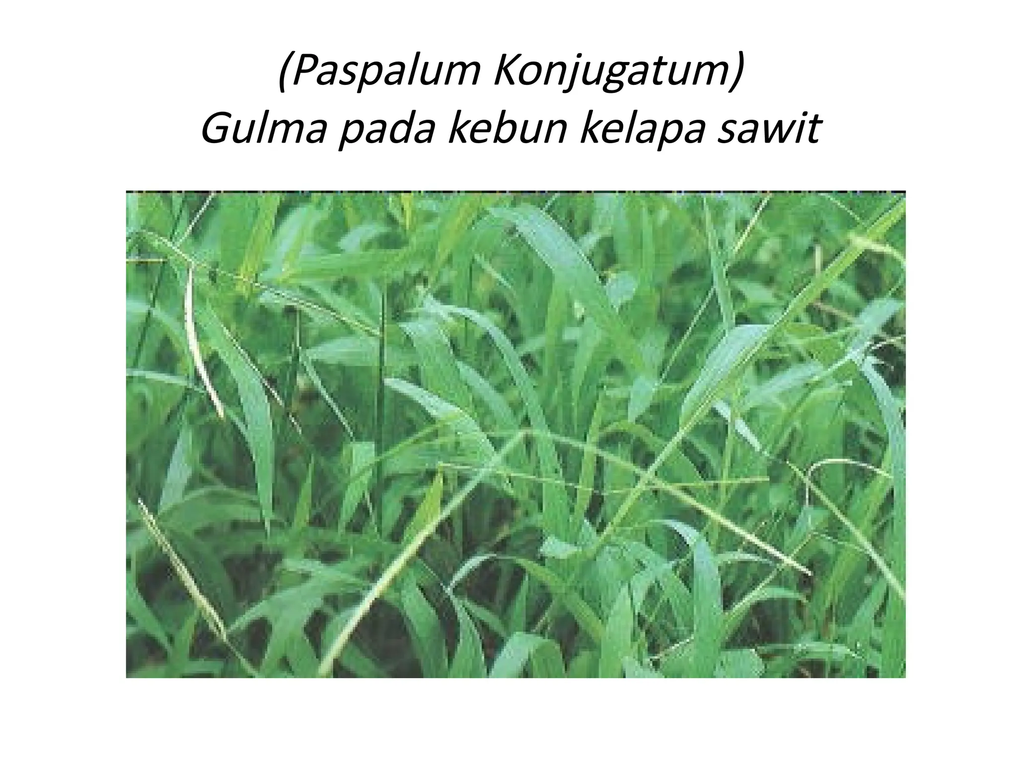 Gulma Gambar gulma pada lahan tanaman perkebunan.pptx