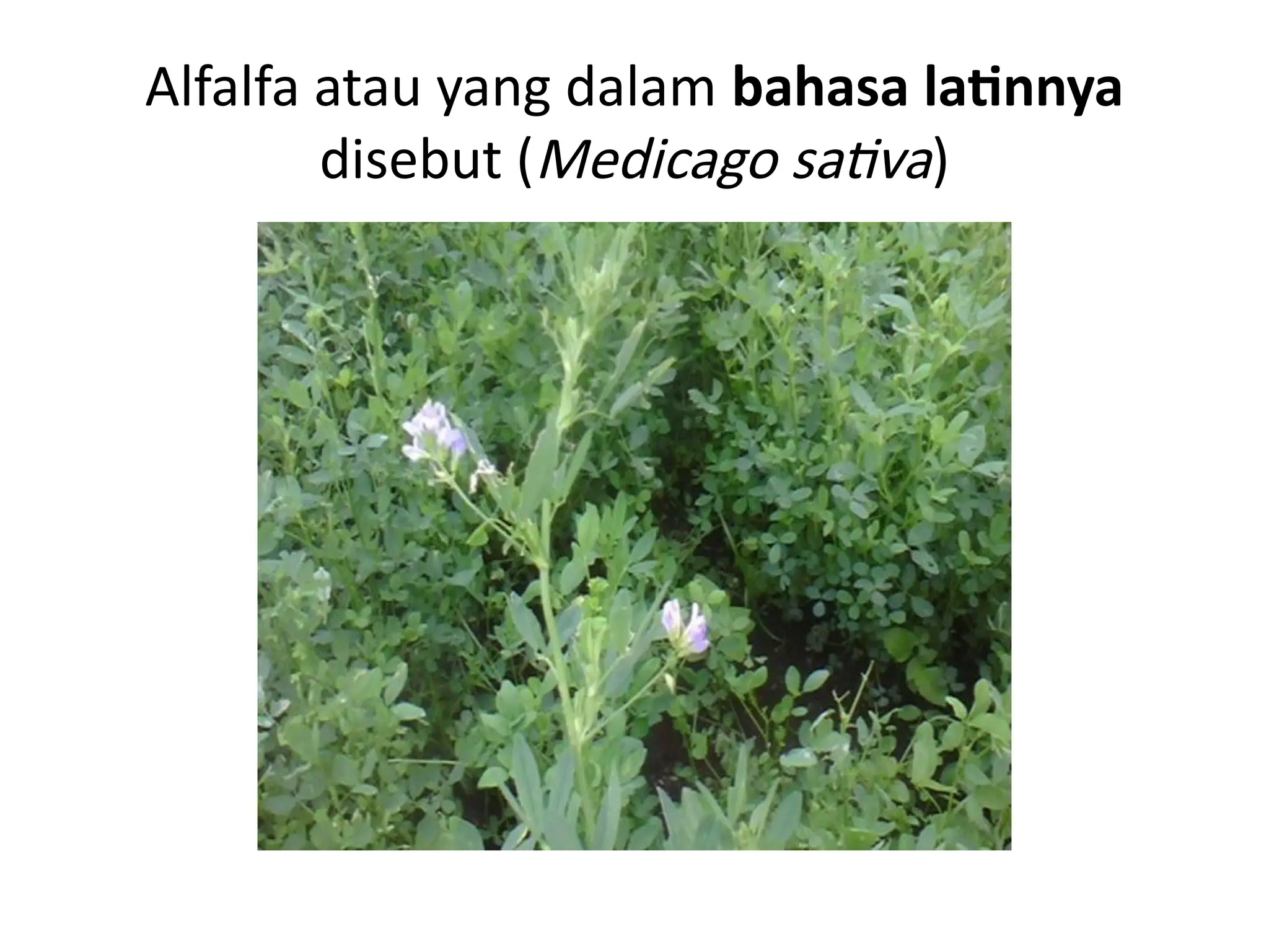 Gulma Gambar gulma pada lahan tanaman perkebunan.pptx