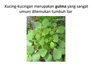 Gulma Gambar gulma pada lahan tanaman perkebunan.pptx
