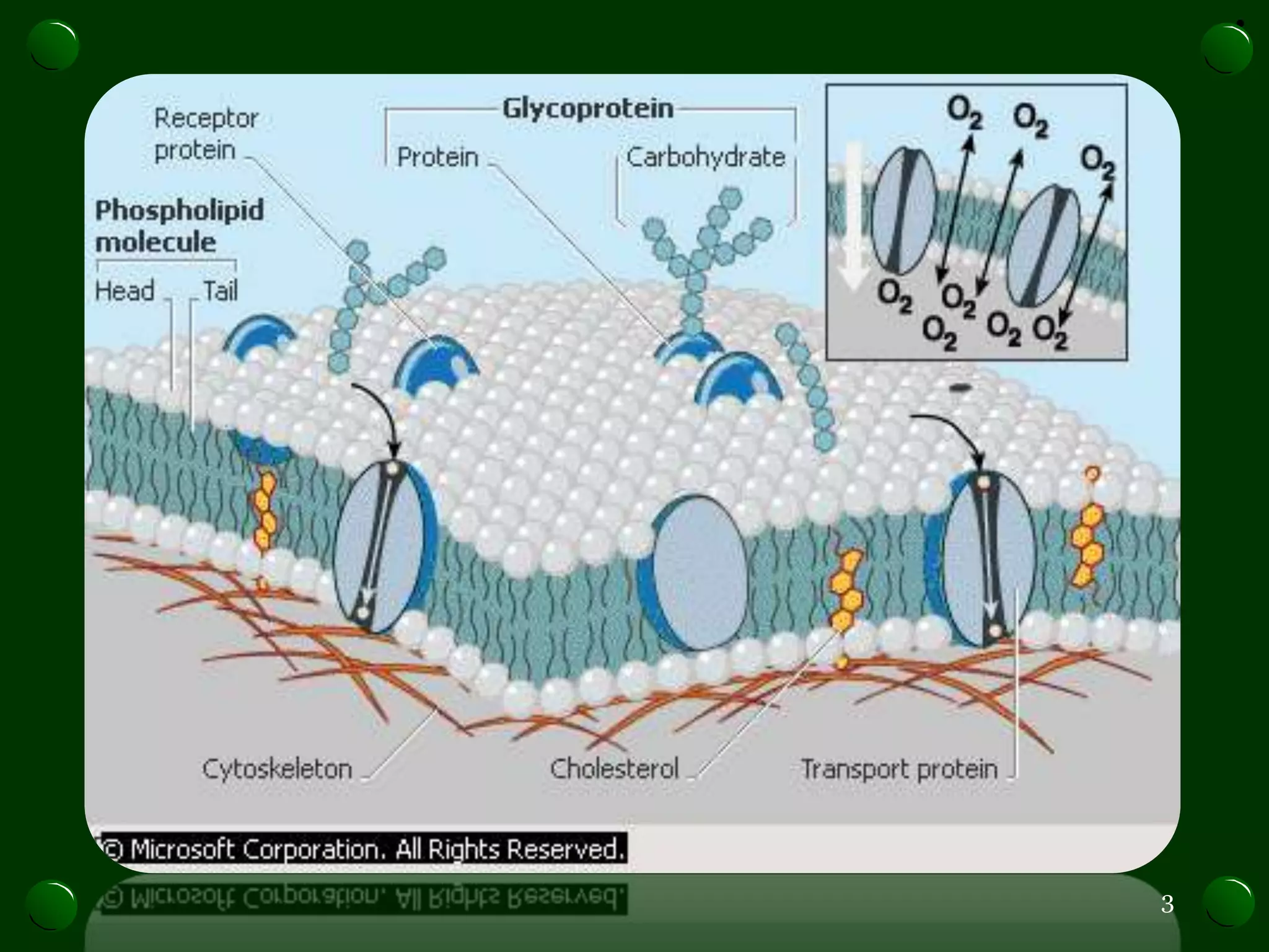 Plasma/Cell Membrane | PPTX