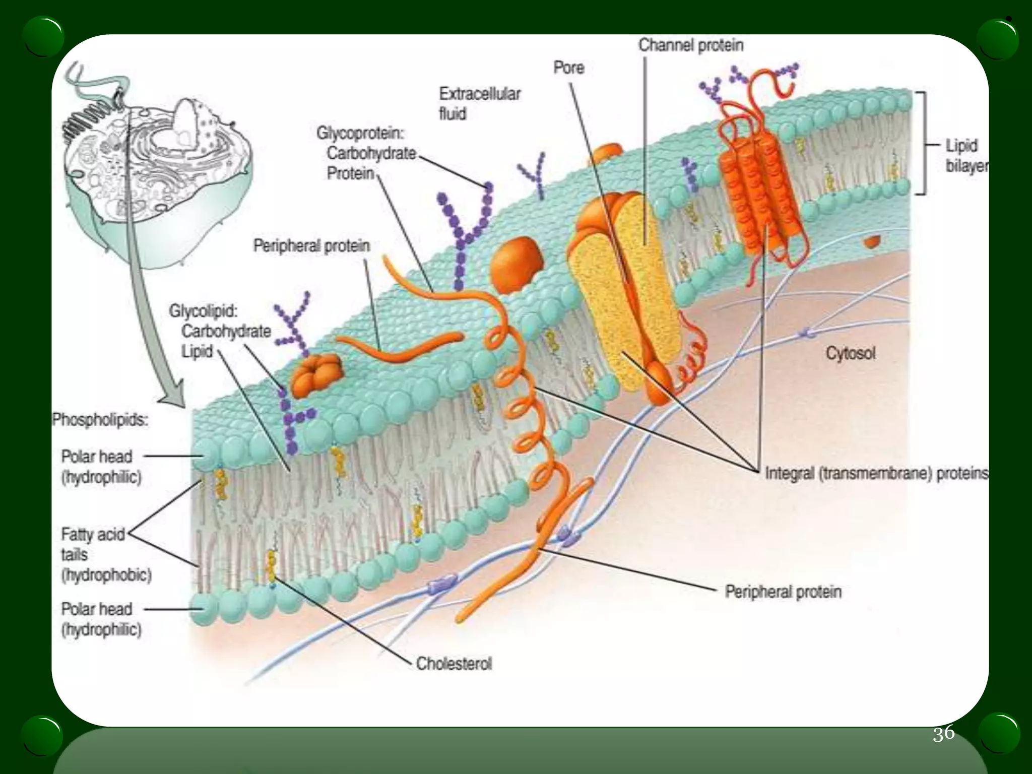 Plasma/Cell Membrane | PPTX